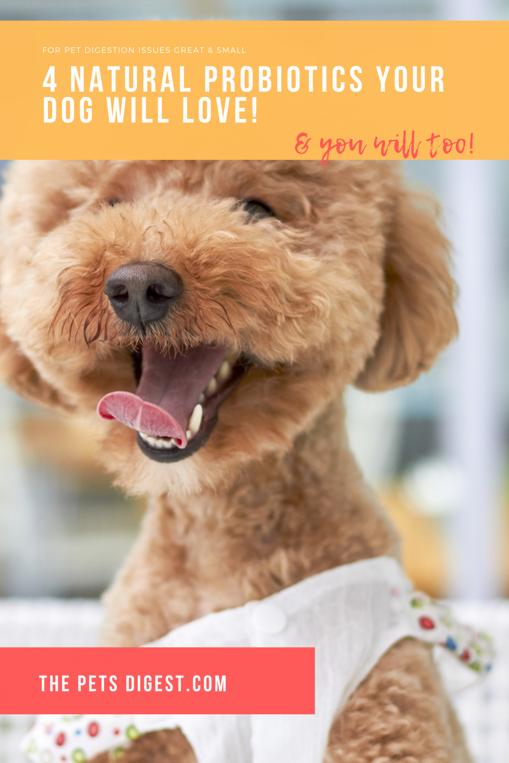 4 All Natural Probiotics for Dogs we Love - The Pets Digest