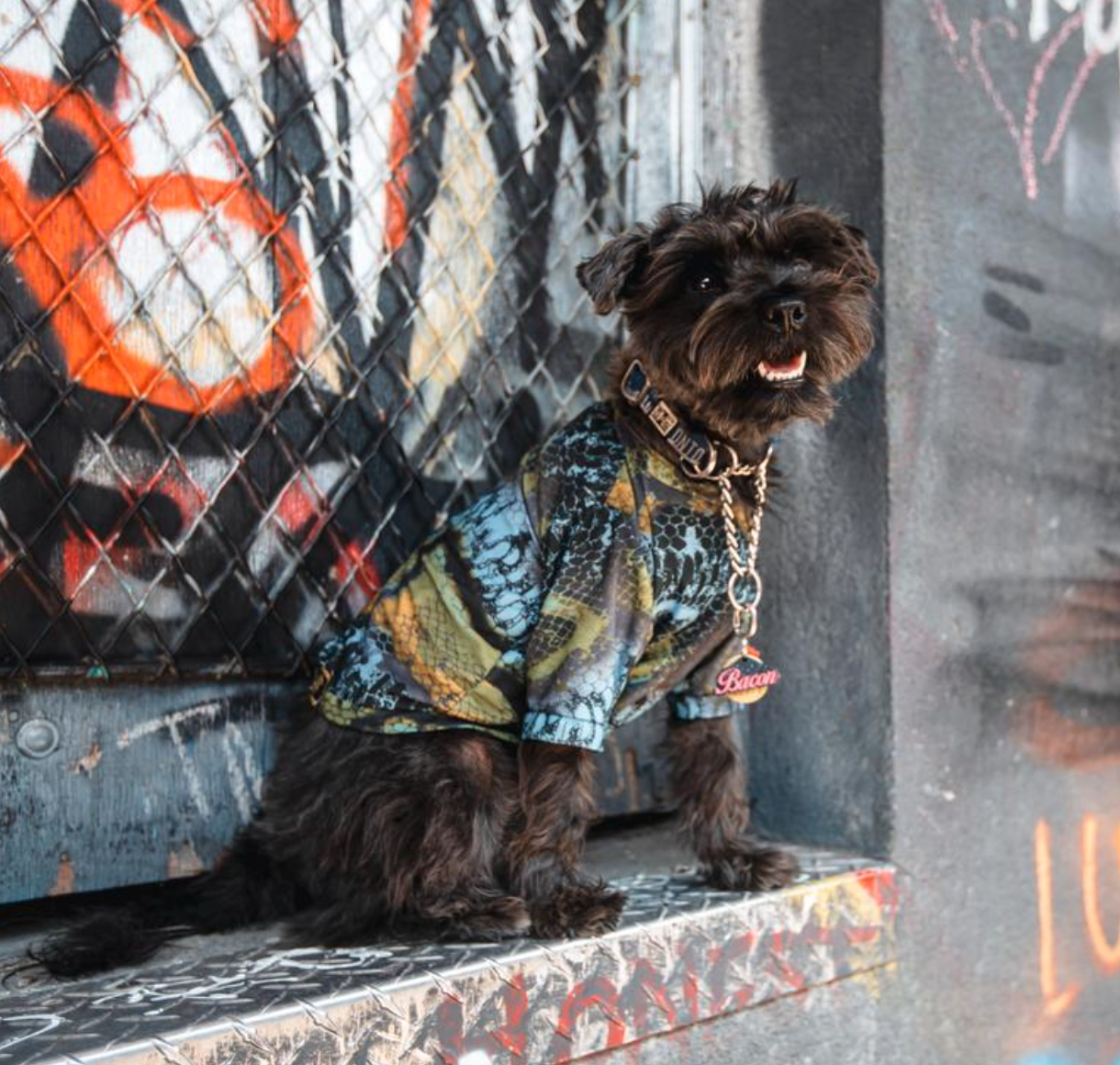 20 Unusual and Unique gifts for dog lovers - The Pets Digest