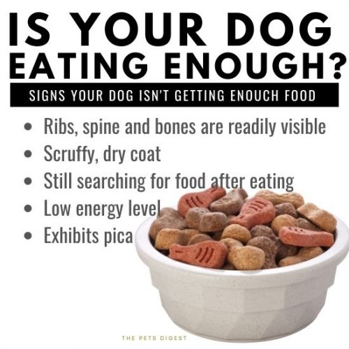 Feeding your dog: How much, how often, and what you should feed your ...