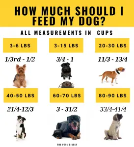 Feeding your dog: How much, how often, and what you should feed your ...
