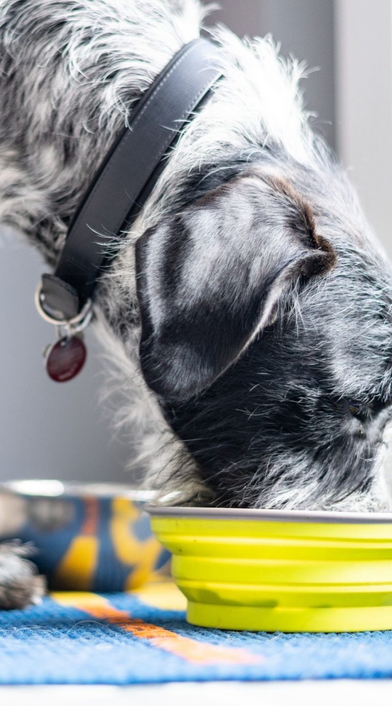 Feeding your dog: How much, how often, and what you should feed your ...