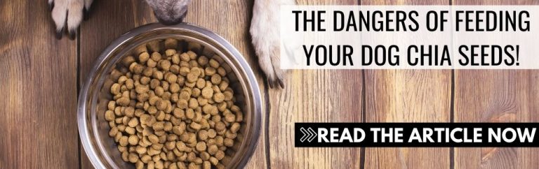7 Scientifically backed super seeds for your dogs health - The Pets Digest
