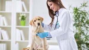 Colitis in dogs: A mini-guide to caring for your dog with colitis