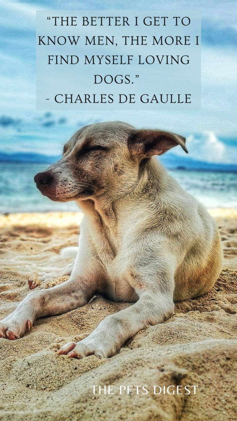 20 of the best dogs quotes | best quotes about dogs