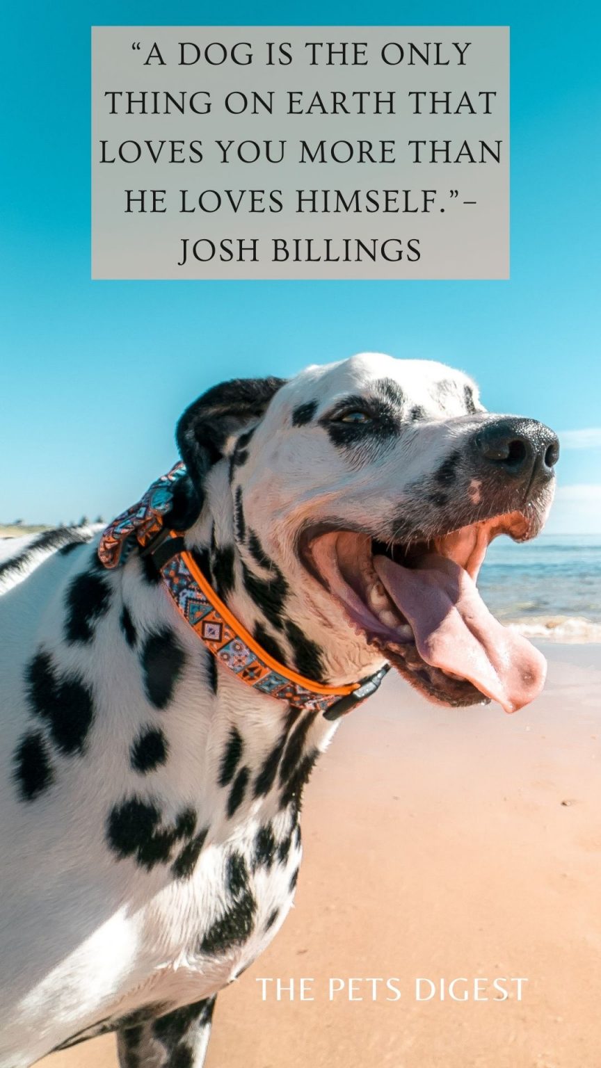 20 of the best dogs quotes | best quotes about dogs