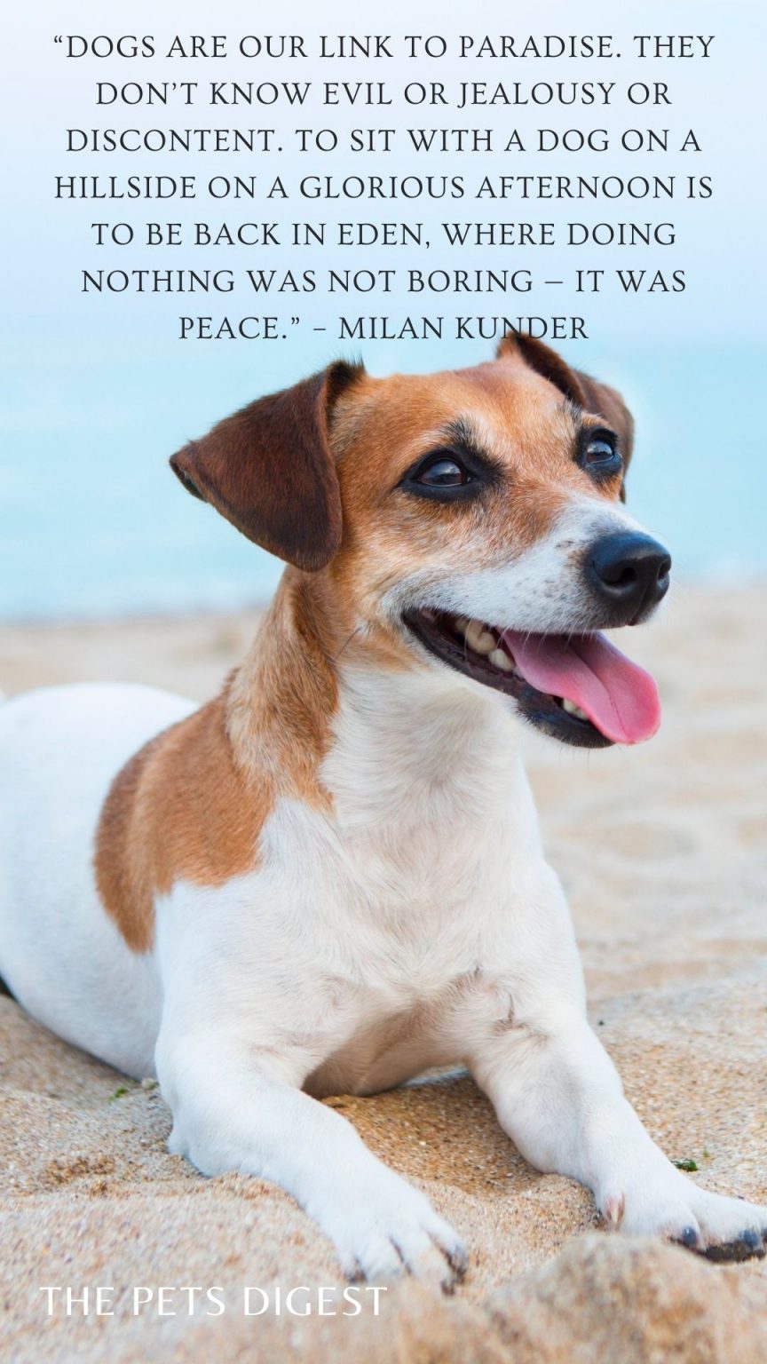 20 of the best dogs quotes | best quotes about dogs