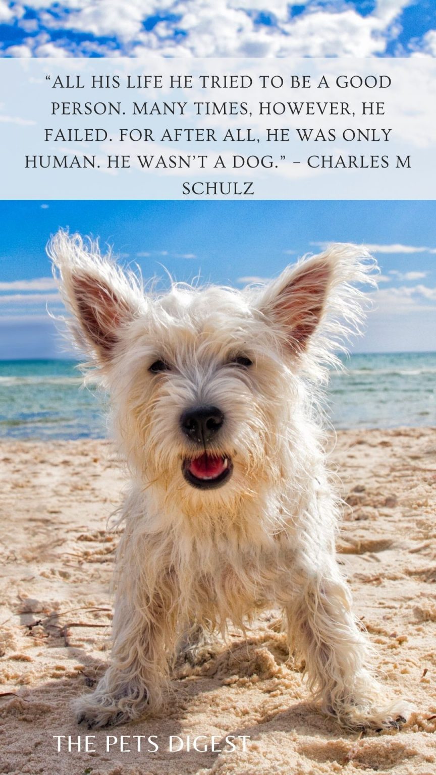 20 of the best dogs quotes | best quotes about dogs