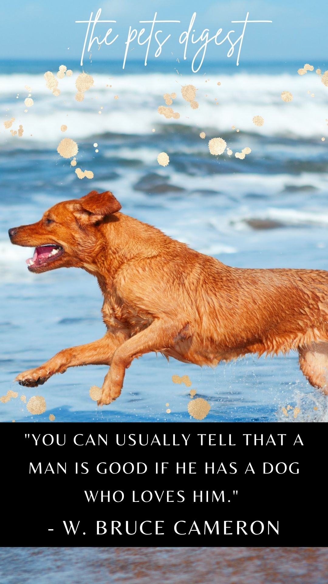 20 of the best dogs quotes | best quotes about dogs