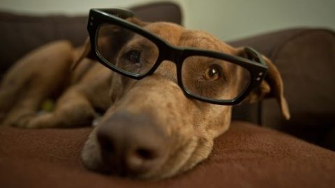 Adaptogens & Nootropics: biohacking your dog