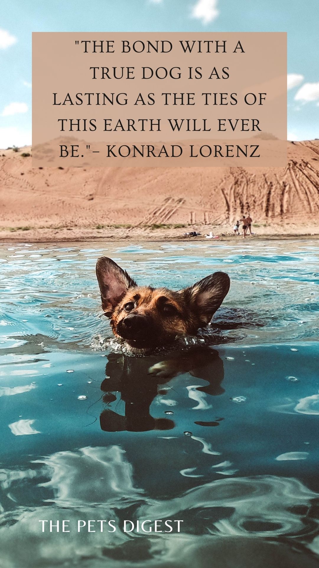 20 of the best dogs quotes | best quotes about dogs