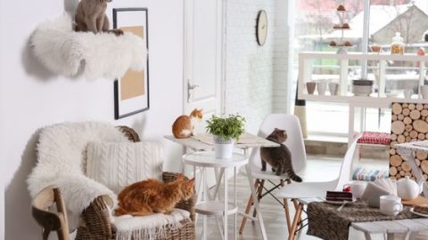 Cat Cafe: The 10 most popular cat cafes around the world