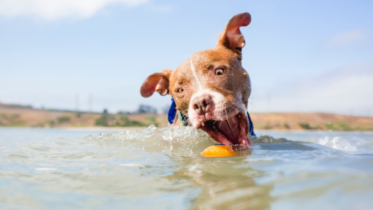 Can dogs get flesh-eating bacteria? Vibrio vulnificus and dogs - The ...